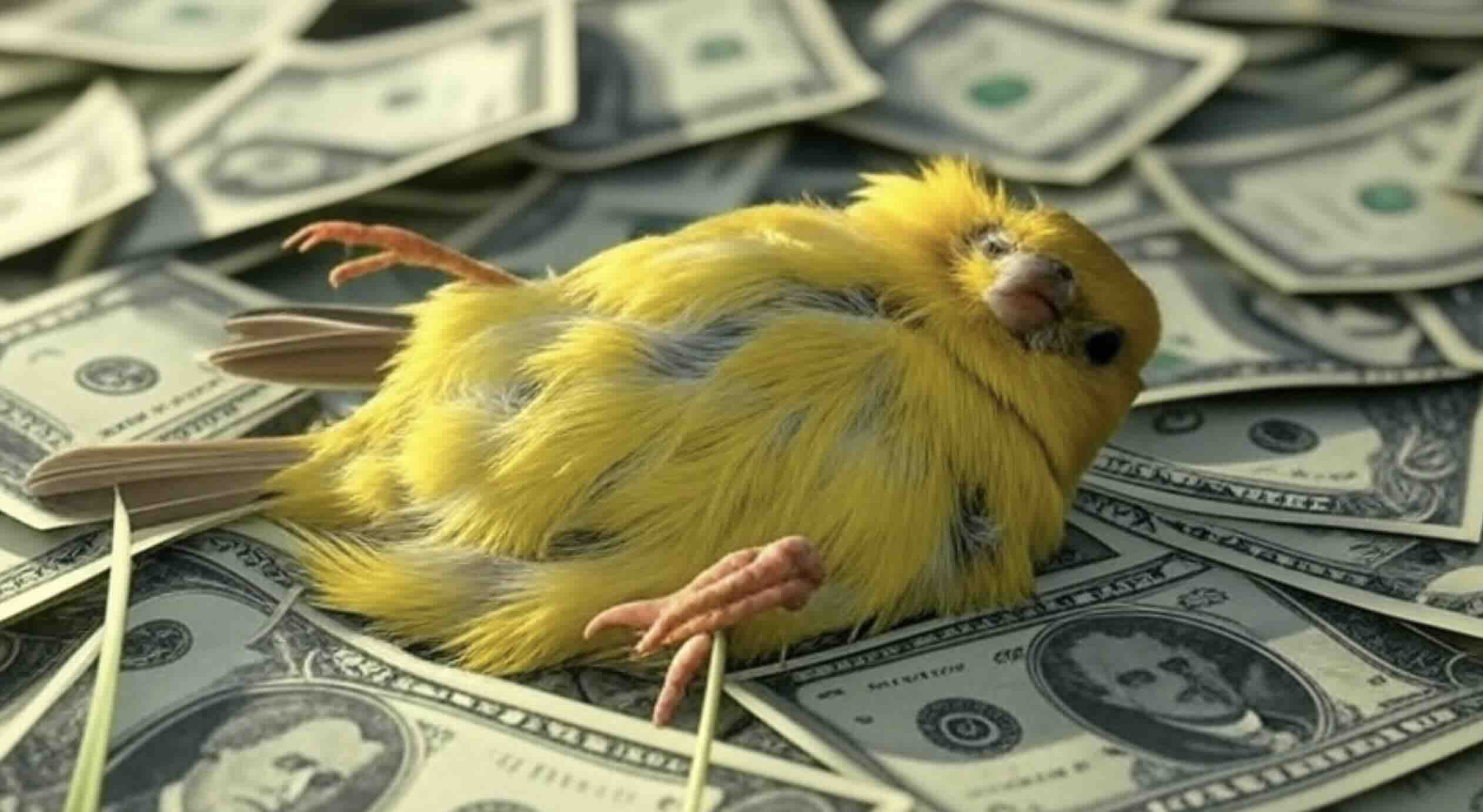 The Fed's Canary is Dead - Cody Shirk